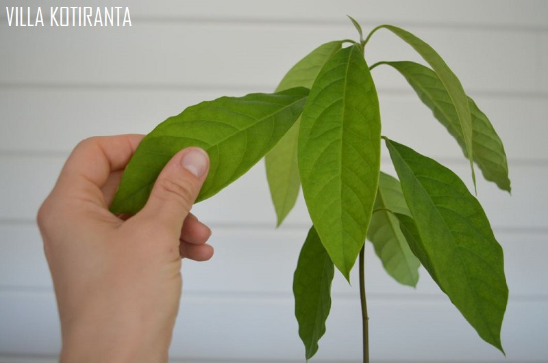 HELPPO HUONEKASVI OSAKSI VIHERSISUSTUSTA: AVOKADO, osa 2 – VILLA KOTIRANTA